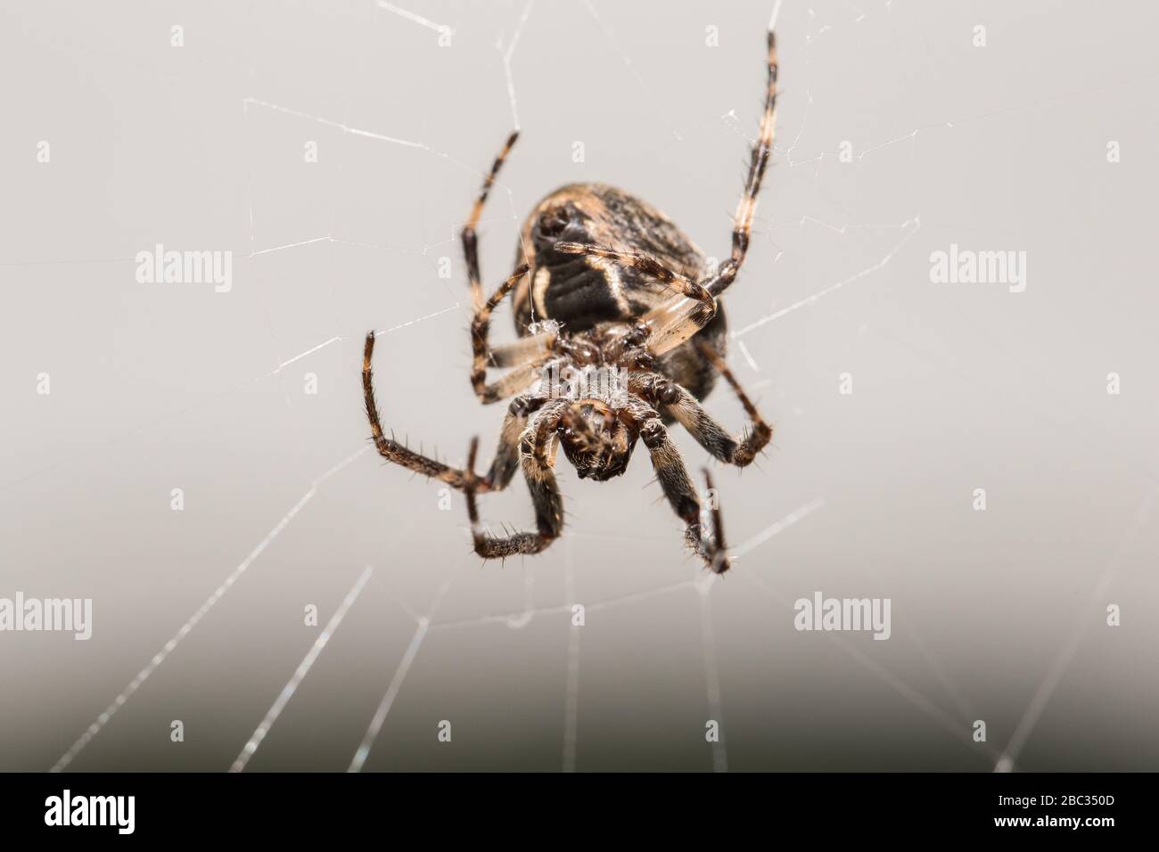 Orb Weaver Spider Stock Photo - Alamy