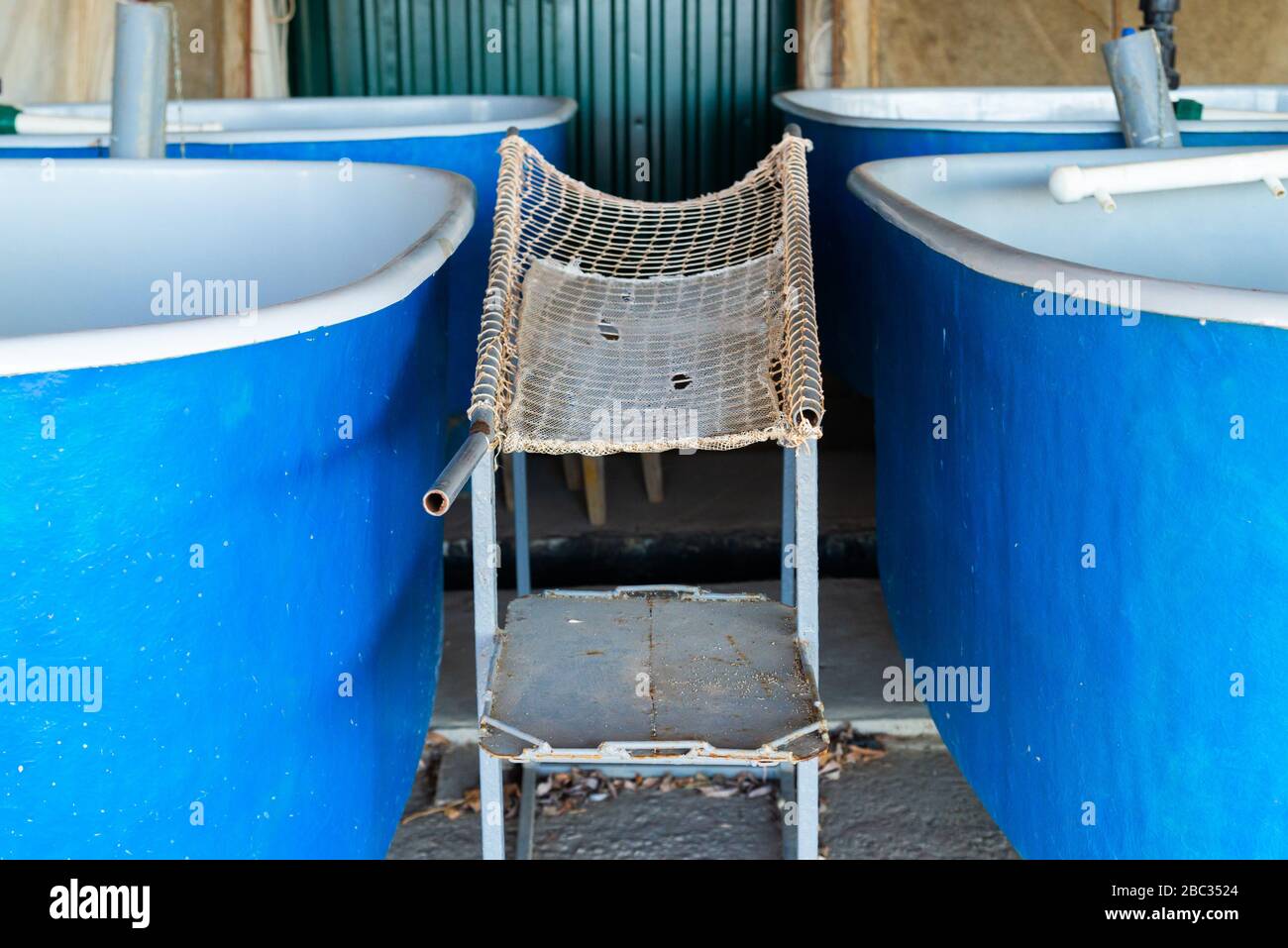 Caviar fish roe farming hi-res stock photography and images - Alamy
