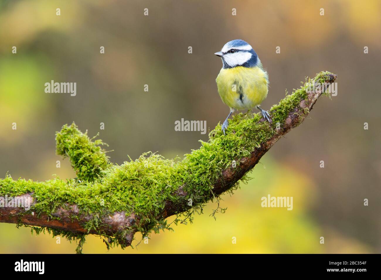 Blue tit [ Cyanistes caeruleus ] on mossy stick Stock Photo - Alamy