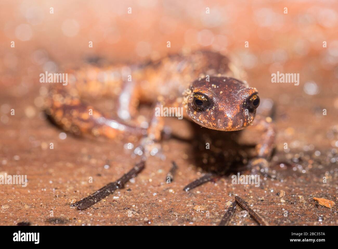 Rough skinned newt hi-res stock photography and images - Alamy