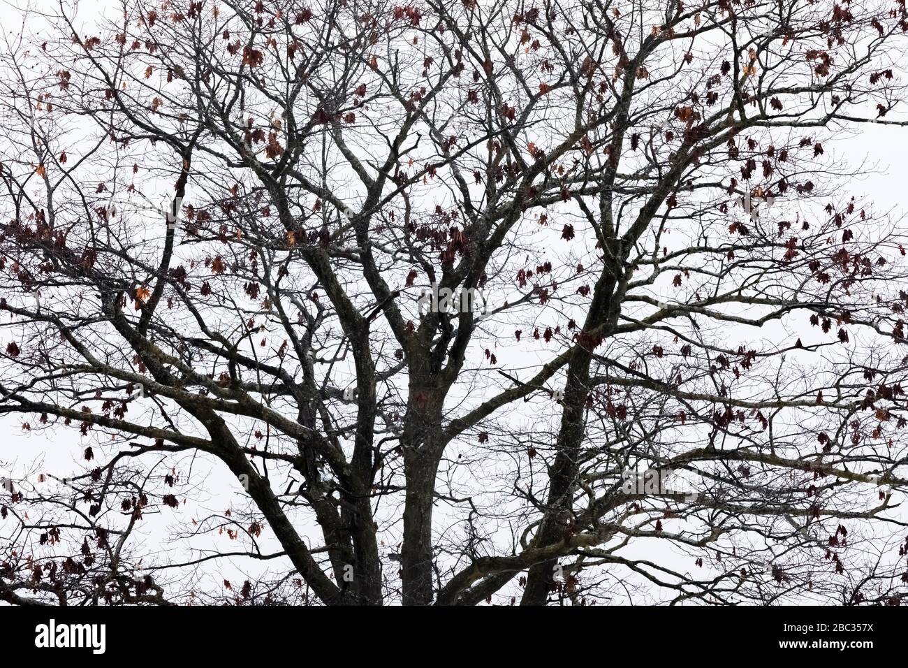 Northern Red Oak, Quercus rubra, with remnant leaves hanging on ...