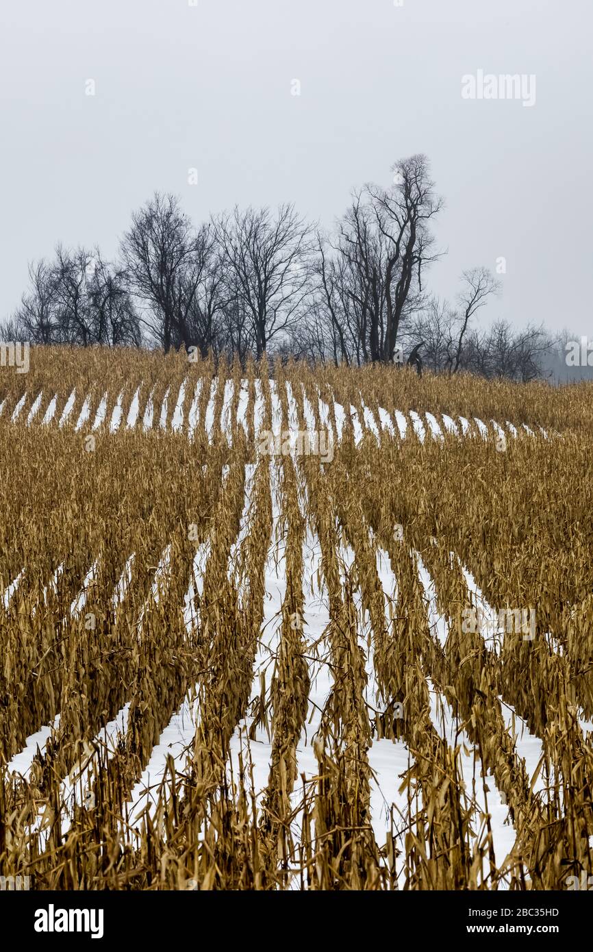 Crop cornfield hi-res stock photography and images - Alamy