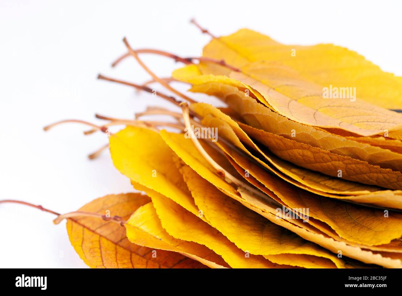 Autumn yellow leaves isolated on white background Stock Photo - Alamy