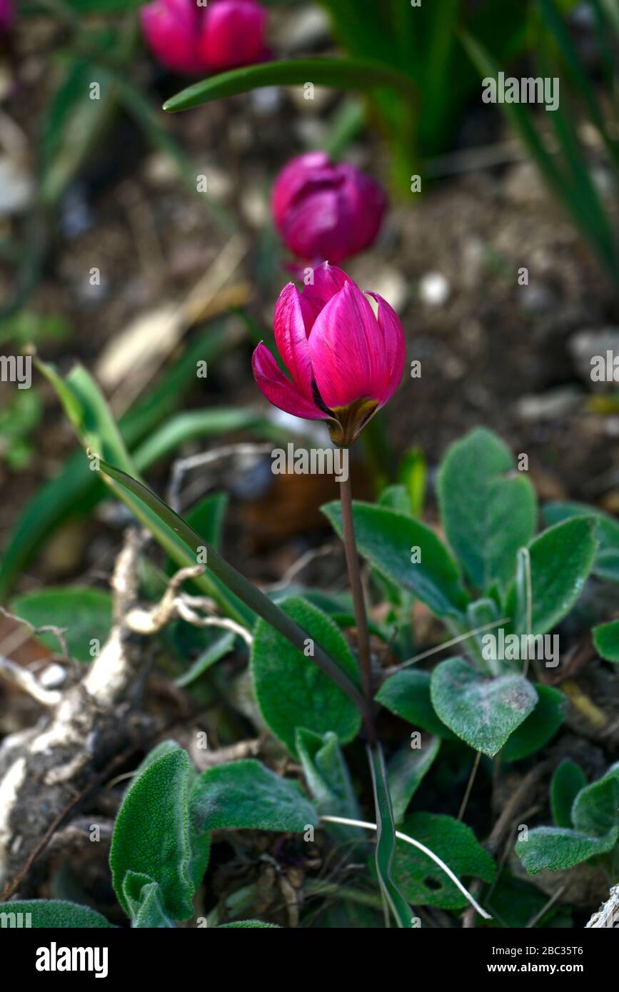 Tulipa humilis var violacea group black base hi-res stock photography ...
