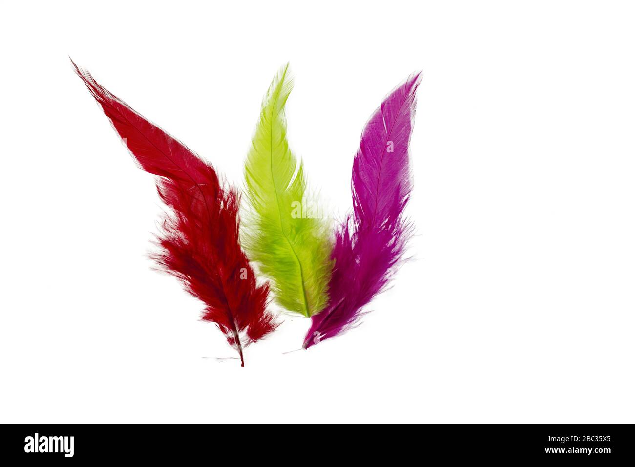 Close up view of different colour feathers isolated on white background ...