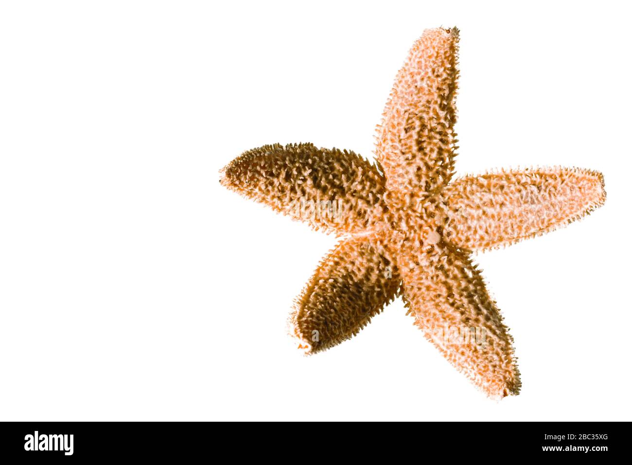 Close up view of sea star isolated. Beautiful nature backgrounds Stock ...