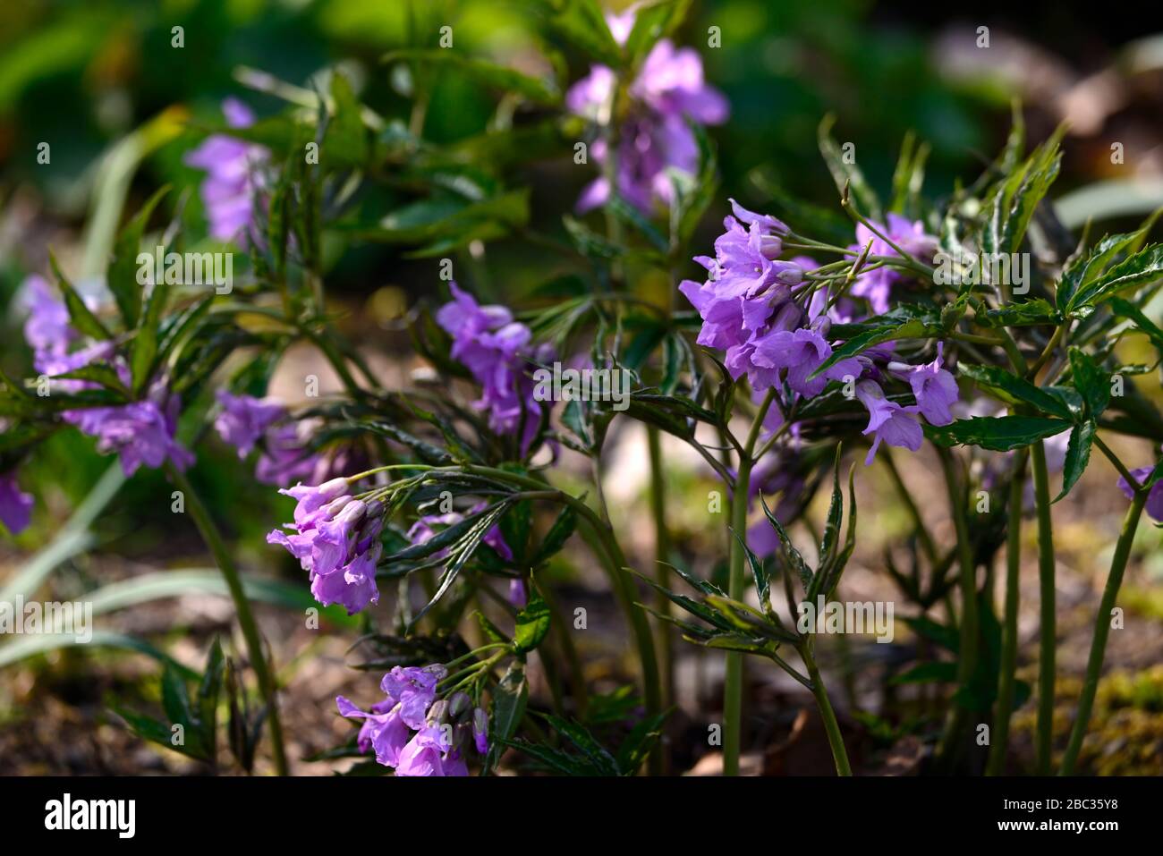 Dentaria quinquefolia hi-res stock photography and images - Alamy
