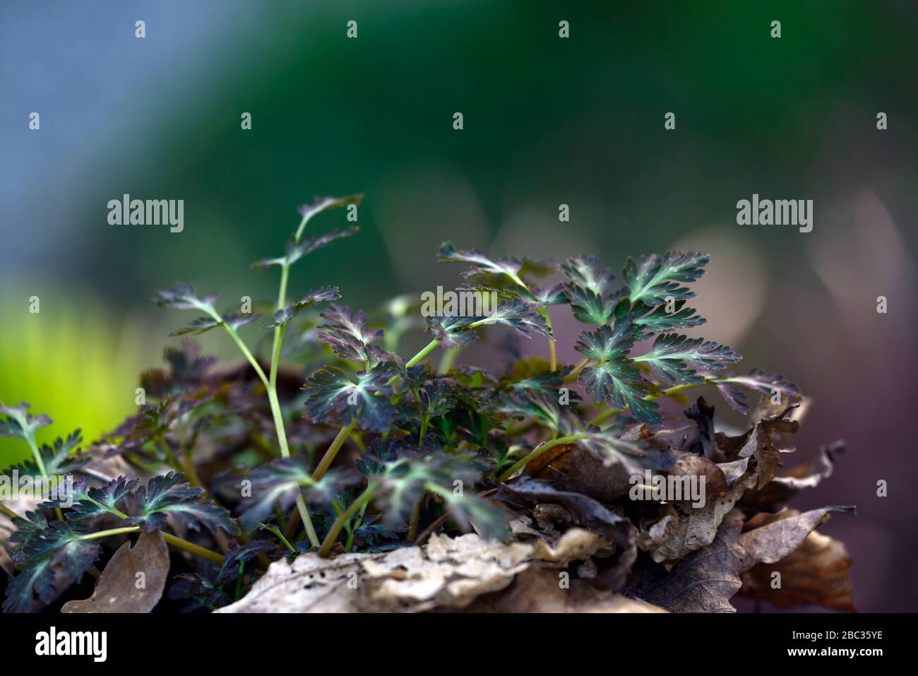 Dark gray hi-res stock photography and images - Alamy