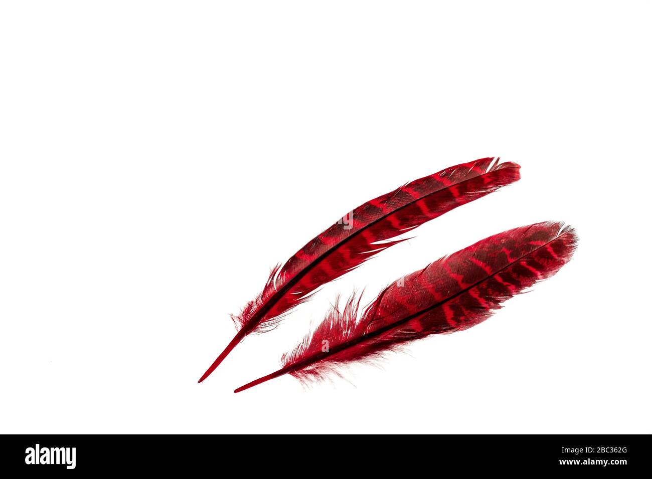 Close up view of red feathers isolated on white background. Beautiful ...