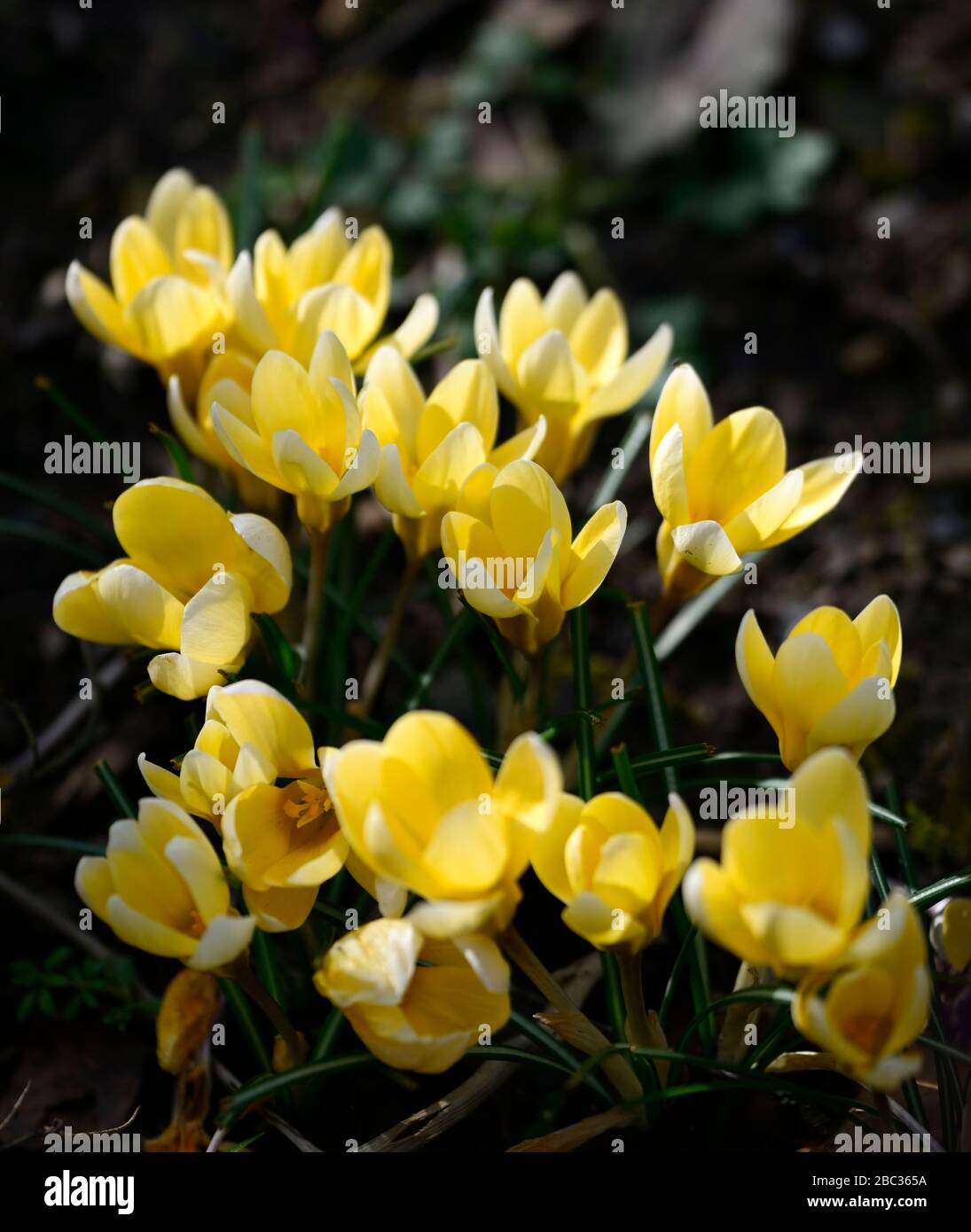Spring corm hi-res stock photography and images - Alamy
