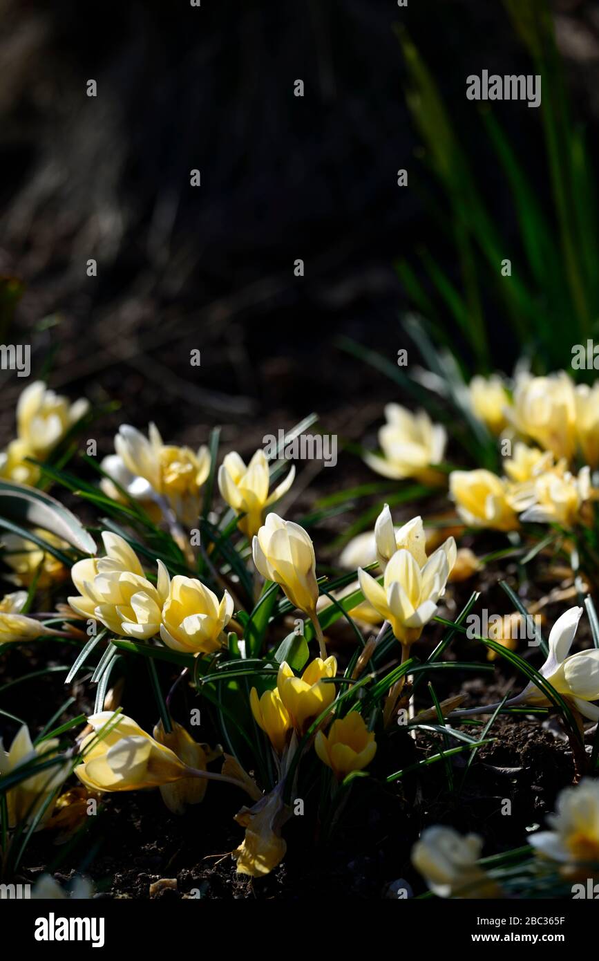 Cream coloured crocus hi-res stock photography and images - Alamy