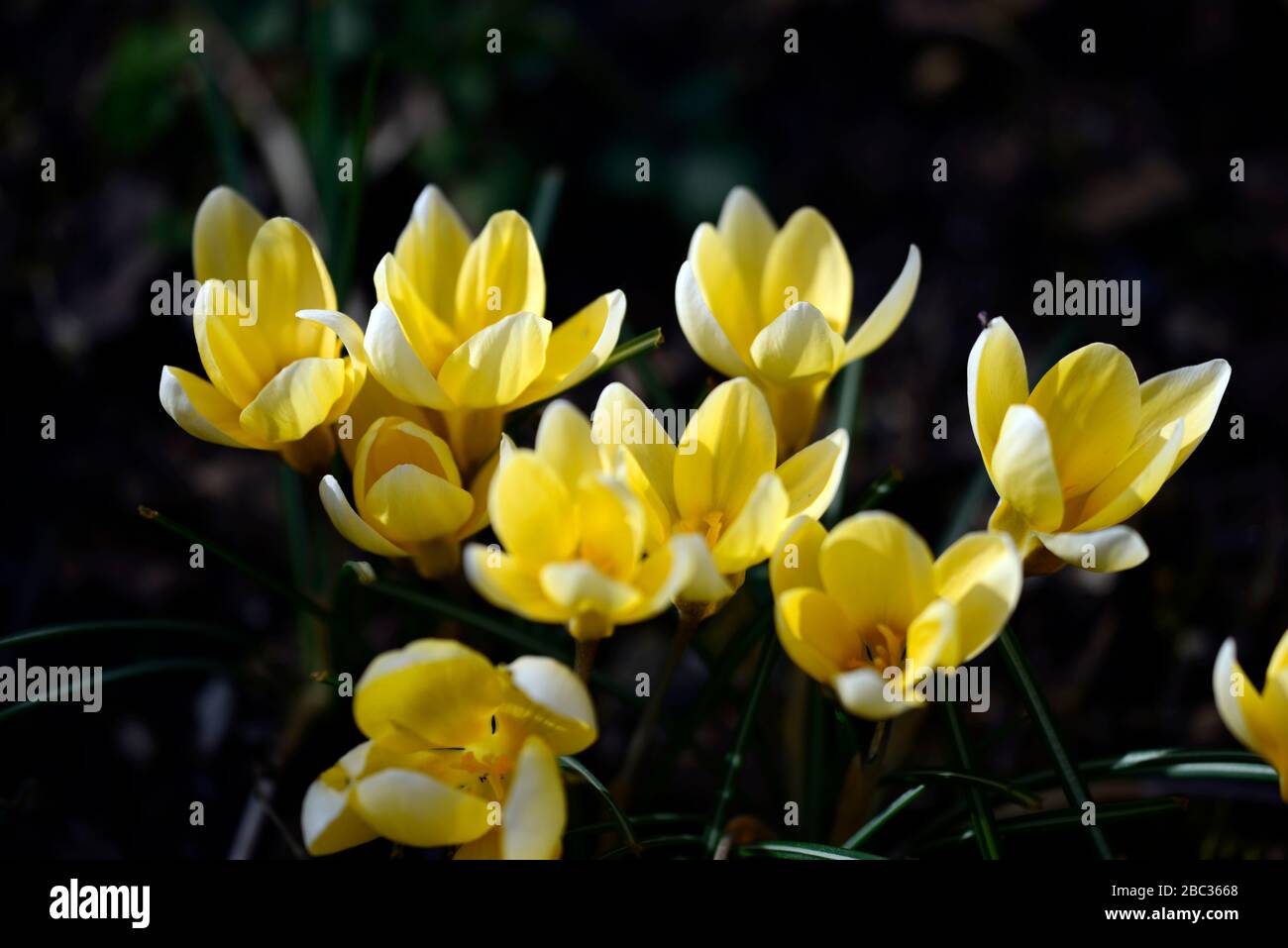Spring corms hi-res stock photography and images - Alamy