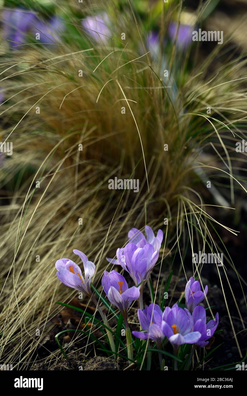 Crocus tommasinianus,blue crocuses,orange stamen,ornamental grass ...