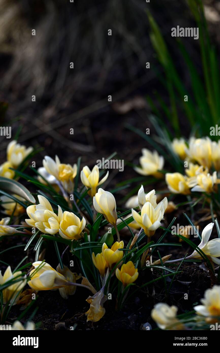 Cream coloured crocus hi-res stock photography and images - Alamy