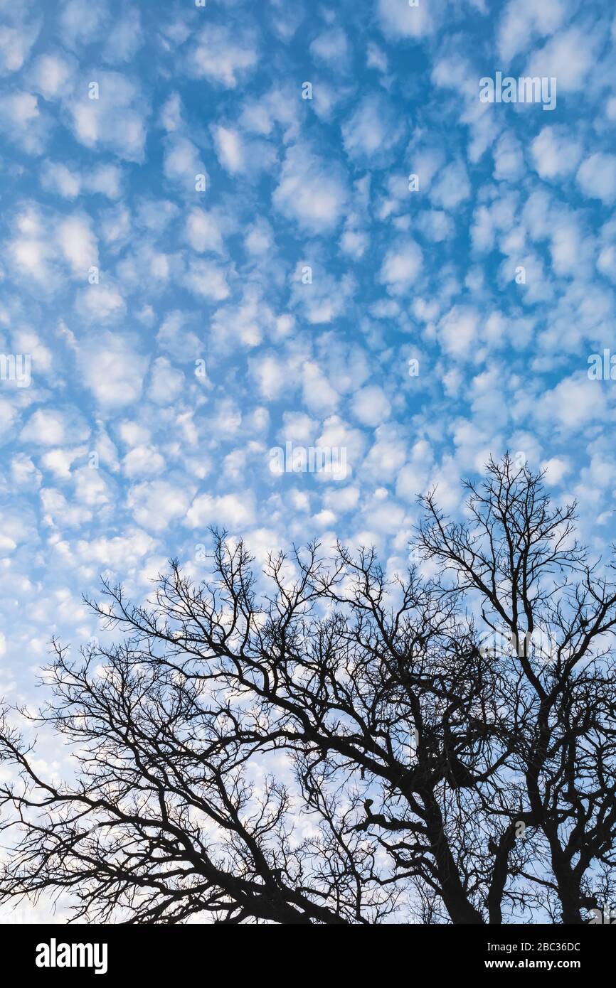 Cirrocumulus Cloud Facts
