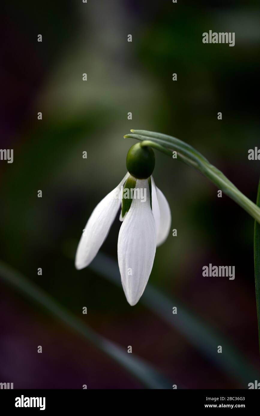 Whopper hi-res stock photography and images - Alamy