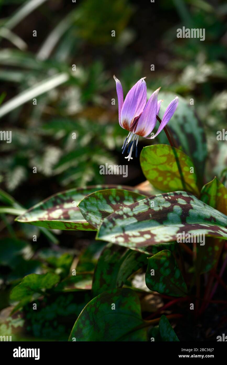 Pink purple reflexed flowers hi-res stock photography and images - Alamy