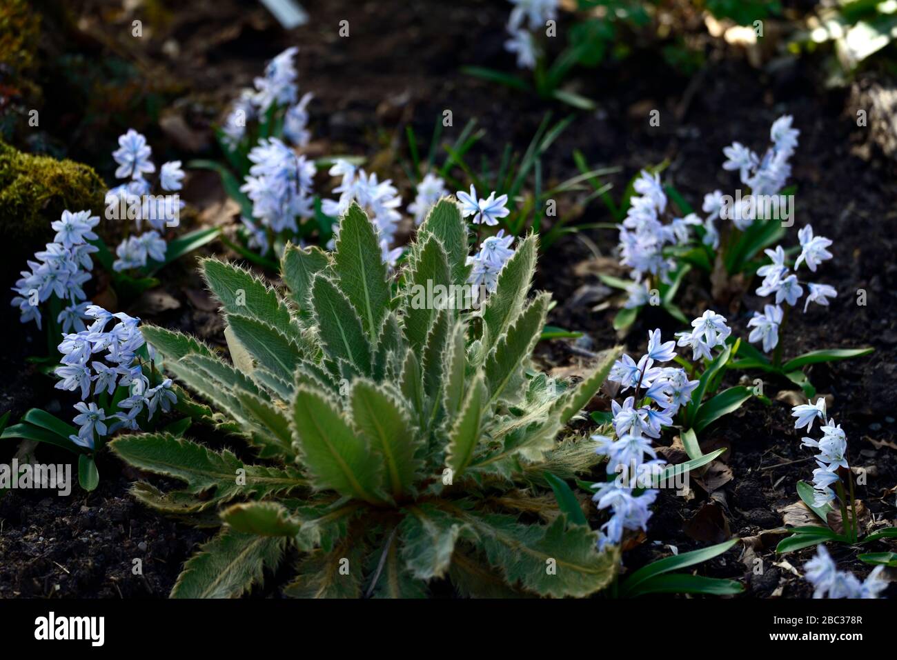Meconopsis paniculata,Siberian scilla, Siberian squill,blue flowers ...