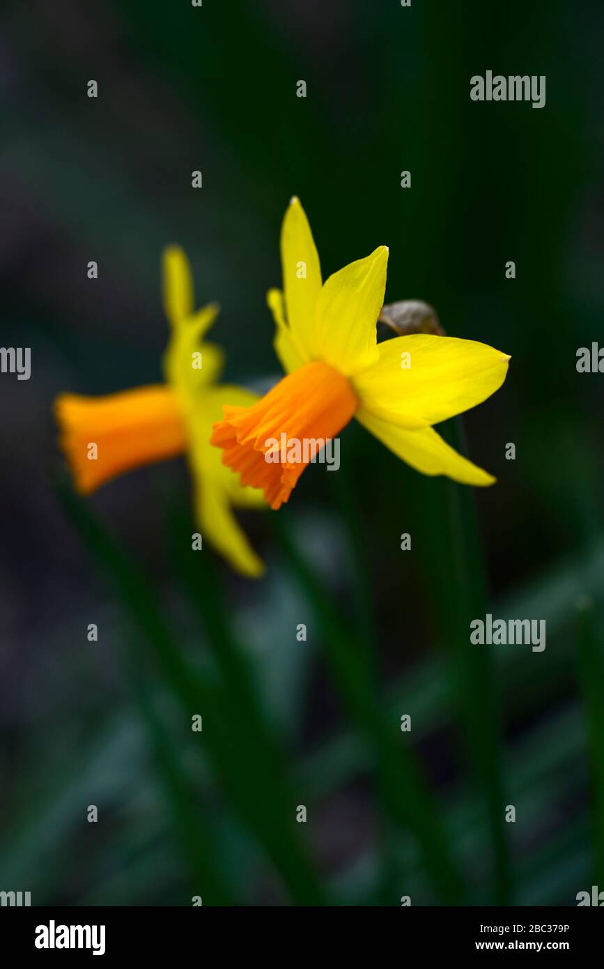 narcissus cyclamineus jetfire,yellow daffodil,daffodils,orange trumpets ...