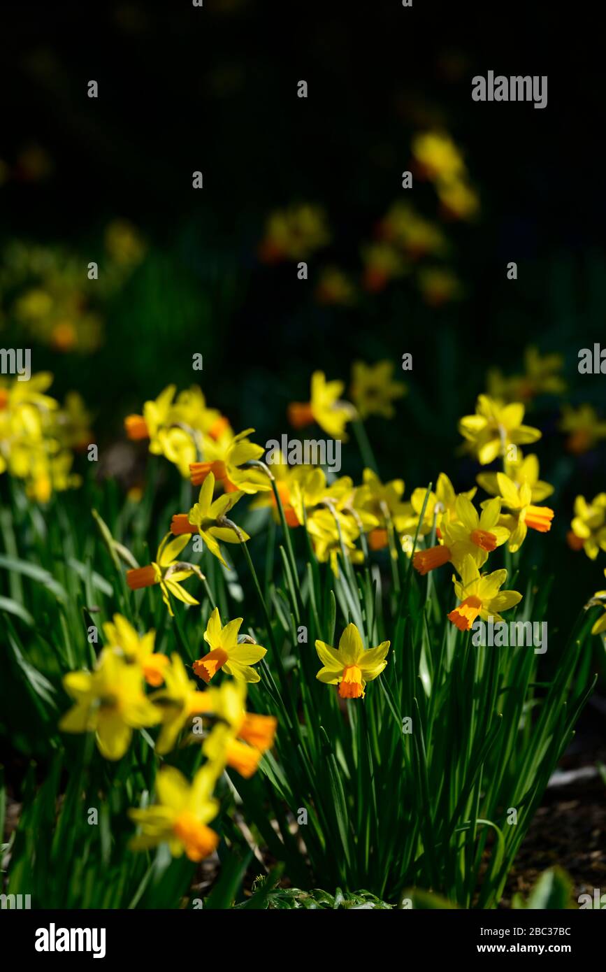 narcissus cyclamineus jetfire,yellow daffodil,daffodils,orange trumpets ...