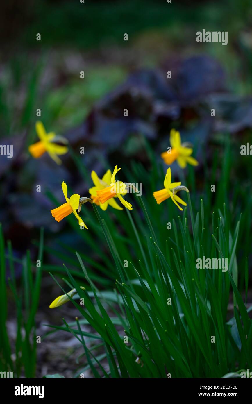 Orange trumpet yellow narcissus hi-res stock photography and images - Alamy