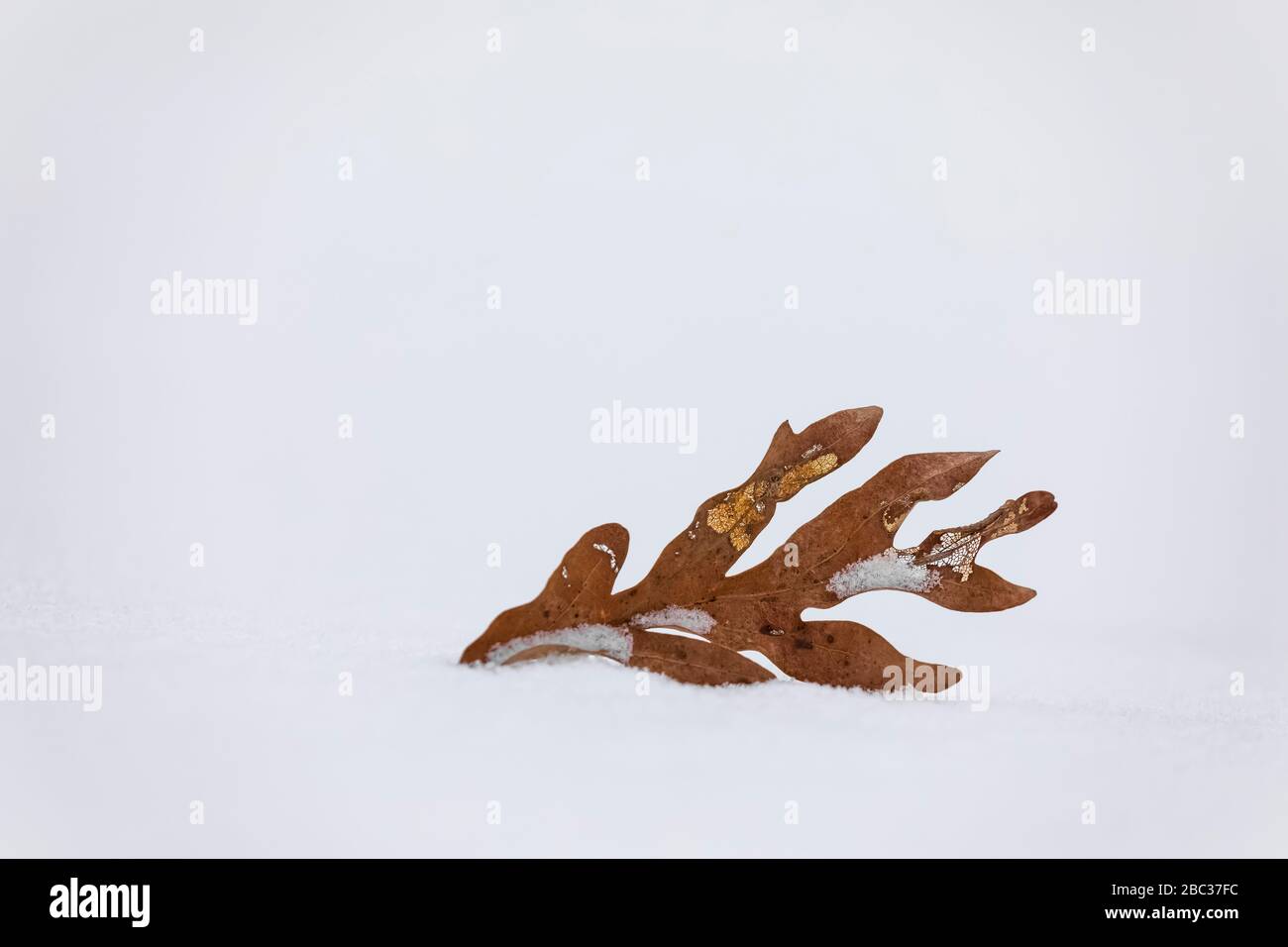 White Oak, Quercus alba, leaf in winter, blown down from the tree onto ...