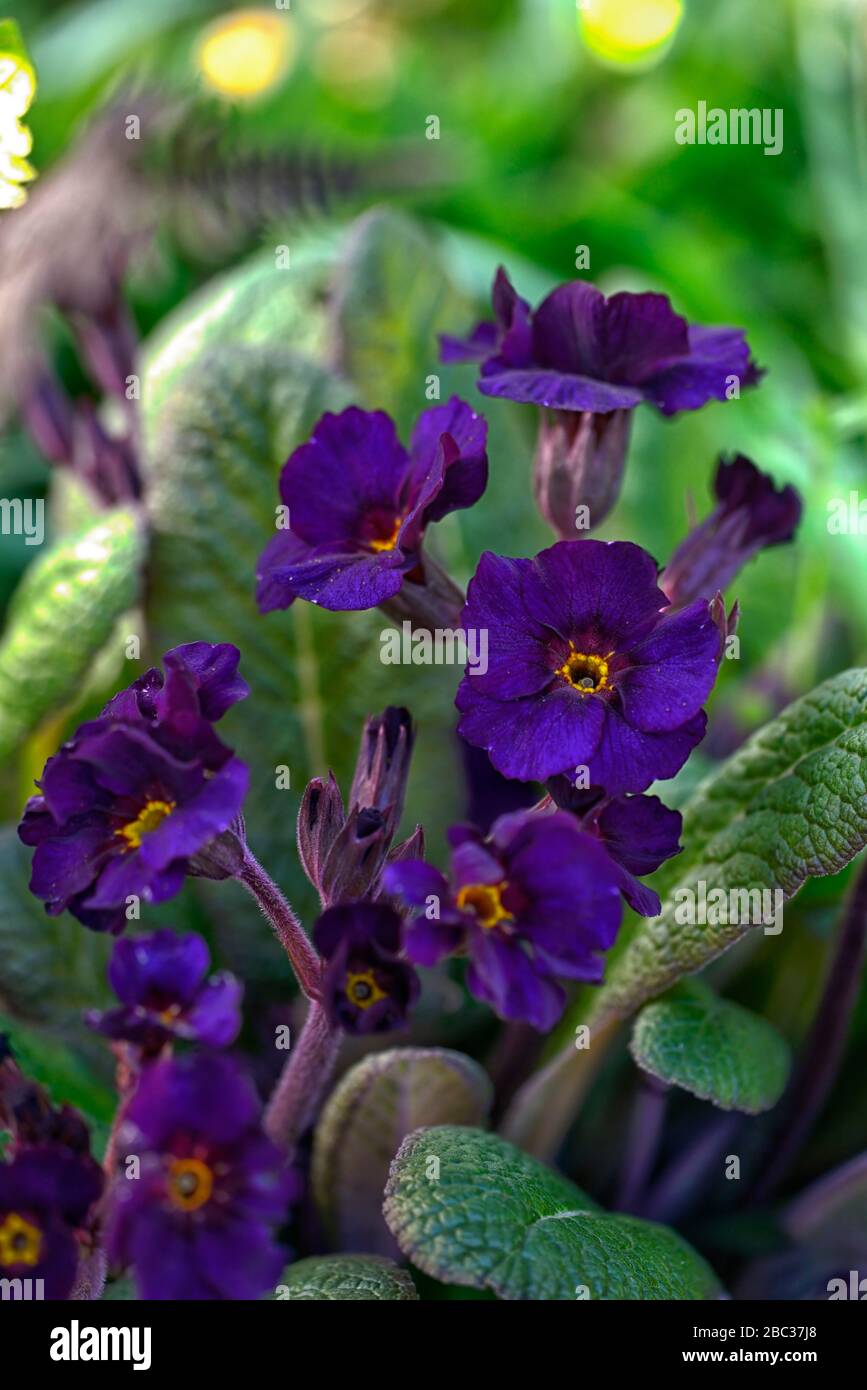 Polyanthus stella neon violet hi-res stock photography and images - Alamy