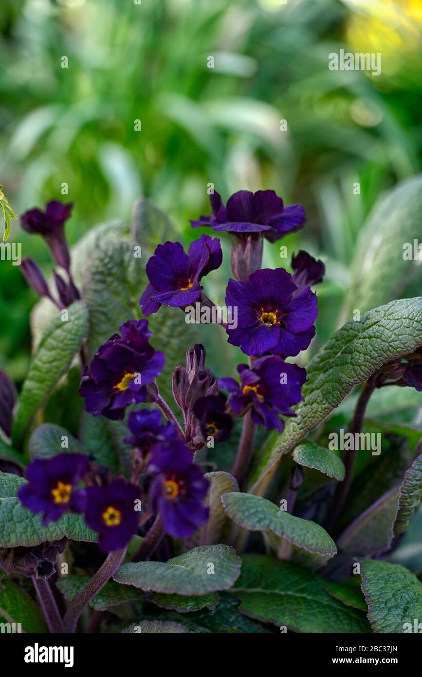 Neon flowers hi-res stock photography and images - Alamy