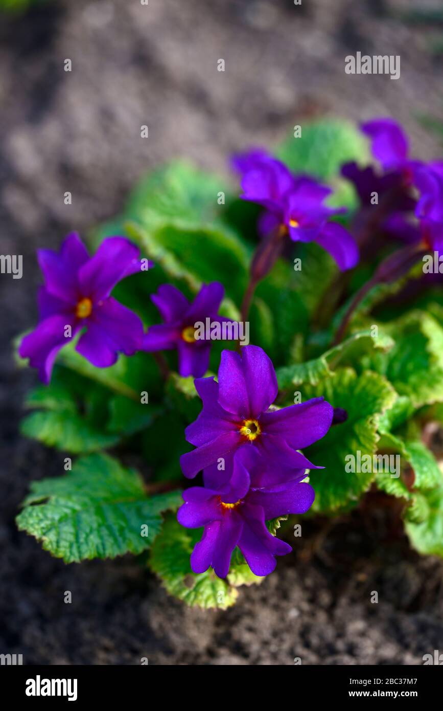 Primula wanda flowering hi-res stock photography and images - Alamy
