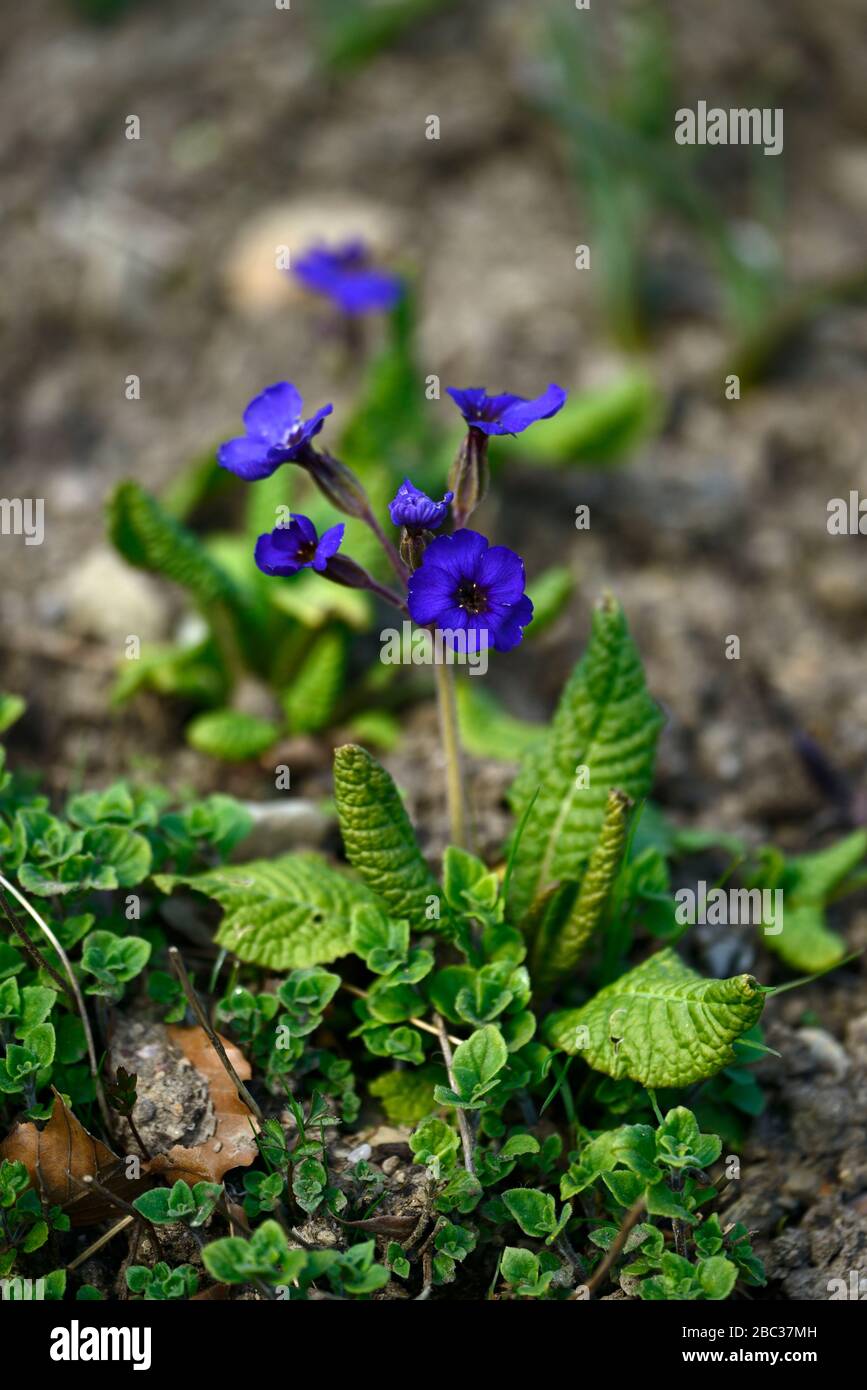Primula polyanthus cowichan hi-res stock photography and images - Alamy