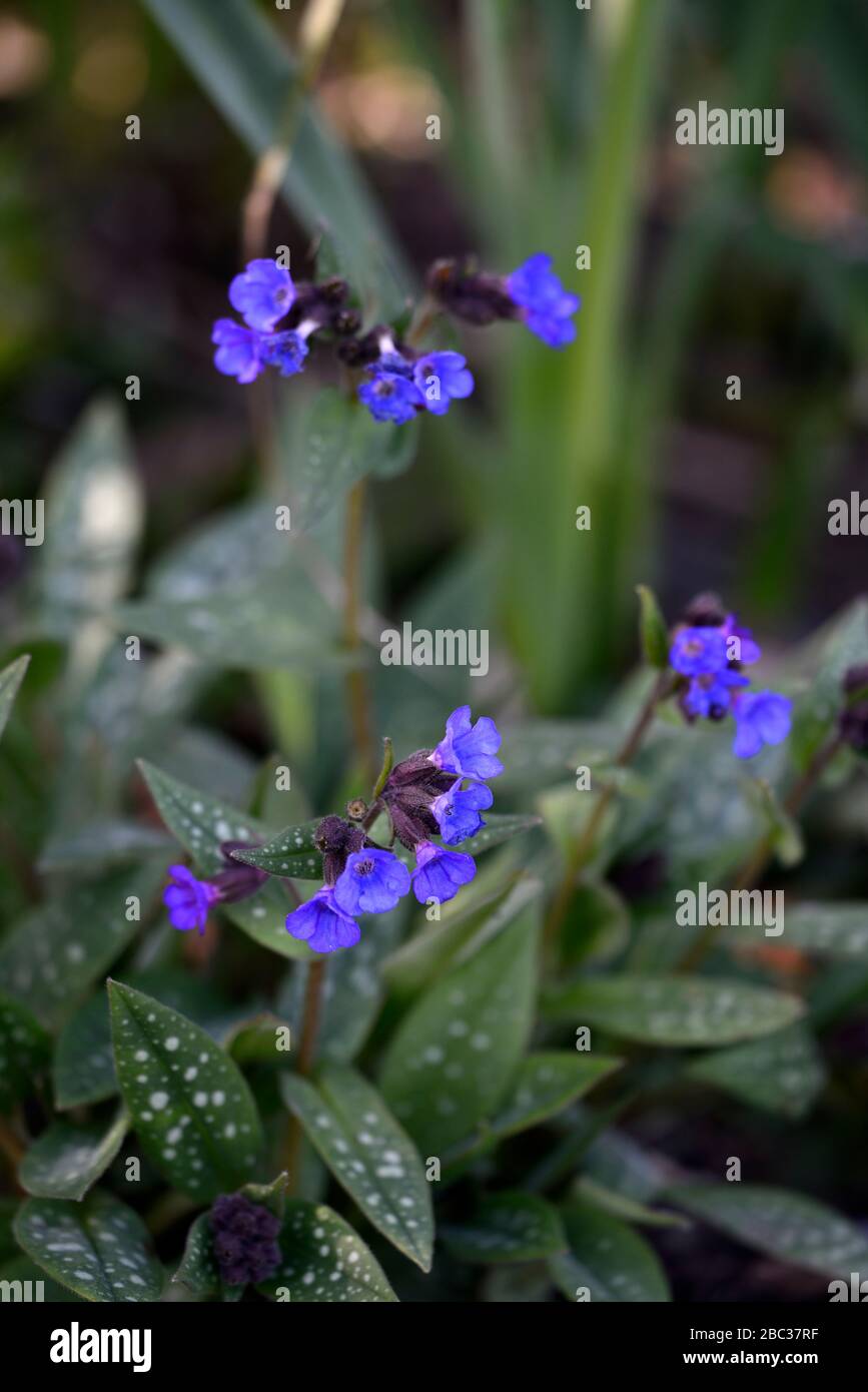 pulmonaria Miss Elly,lungwort,blue flowers, perennials,flower,flowering ...