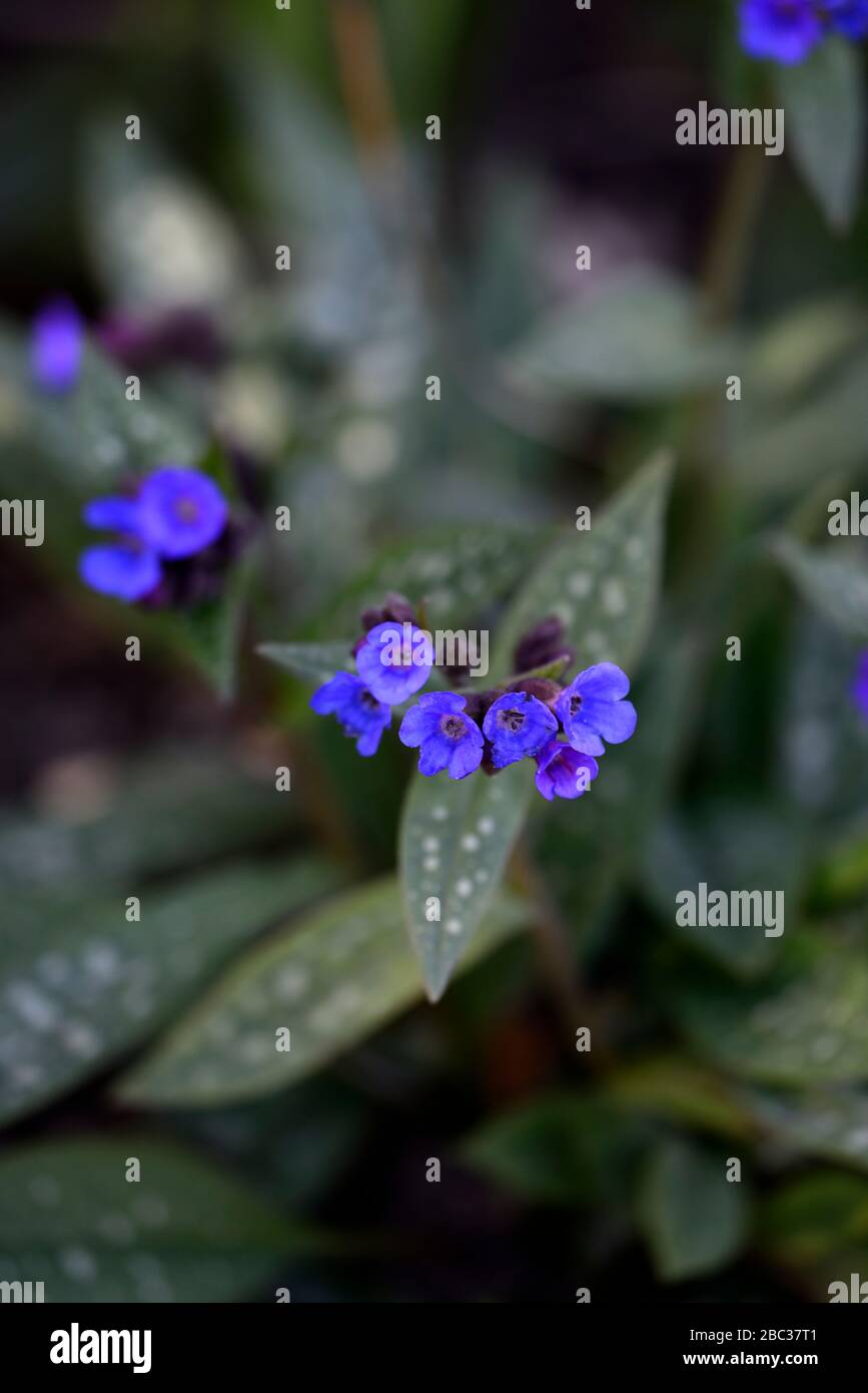 Pulmonaria miss elly hi-res stock photography and images - Alamy