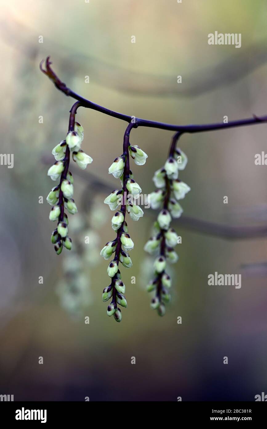Stachyurus chinensis,Chinese stachyurus,bell shaped flowers,bell shape ...