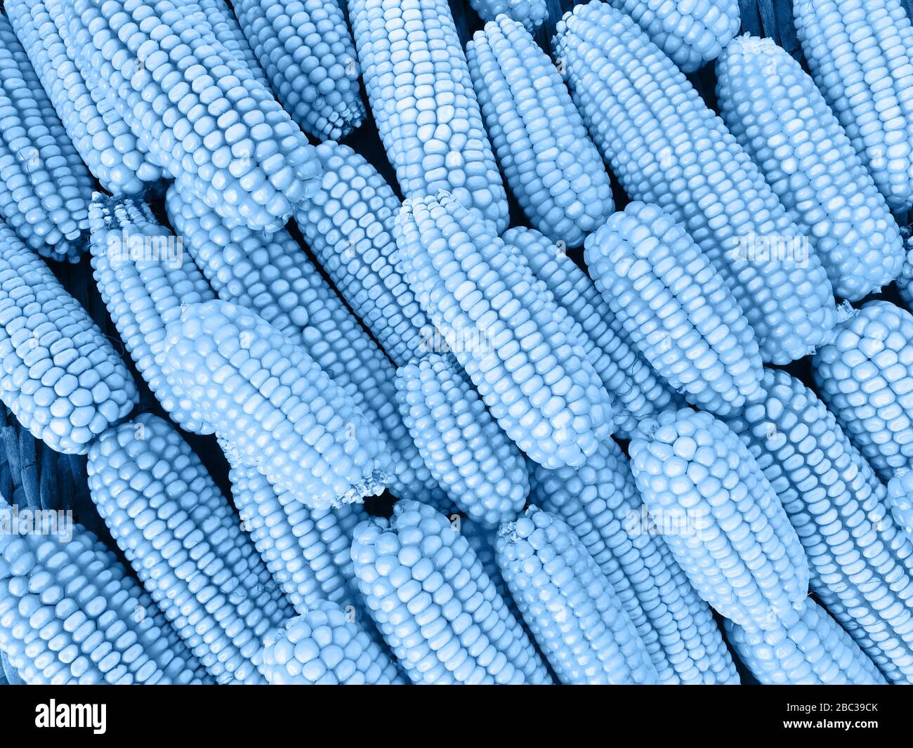 Sweet corn background toned in color of the year - classic blue Color ...