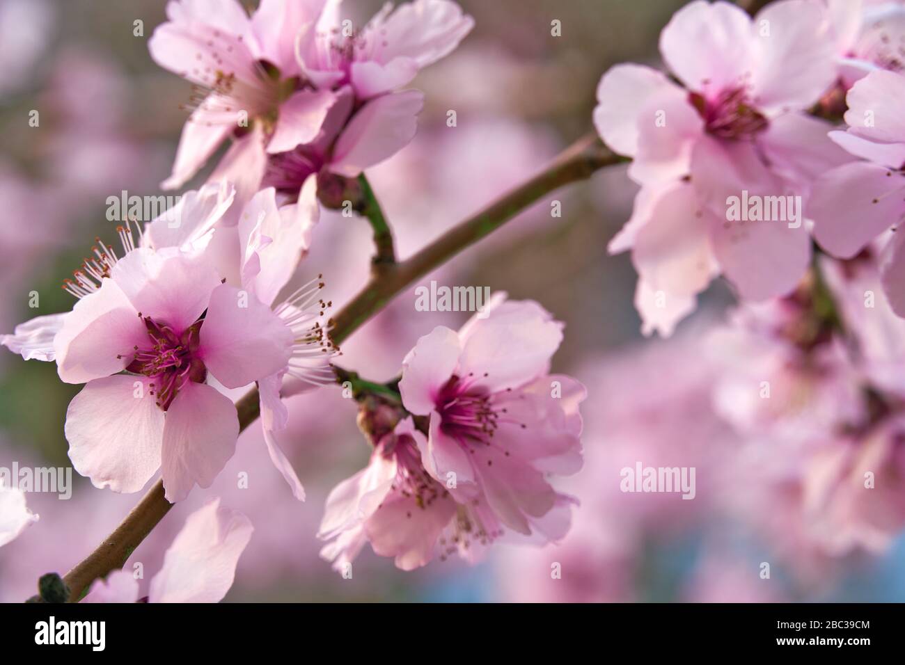 beautiful spring landscape - blooming trees, bright pink and white ...