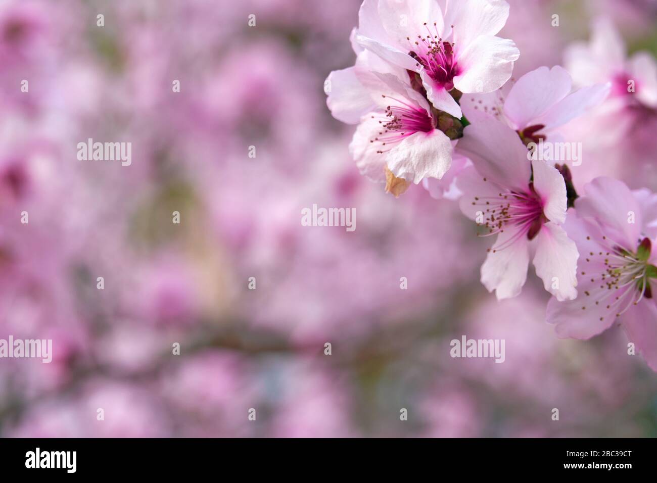 beautiful spring landscape - blooming trees, bright pink and white ...