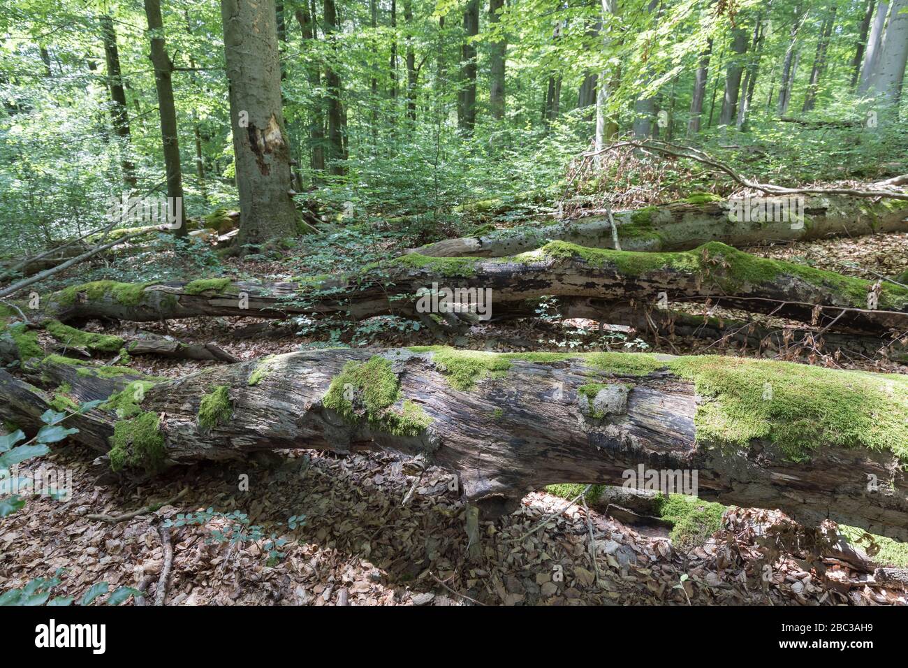 Tree trunk deciduous forest hi-res stock photography and images - Alamy