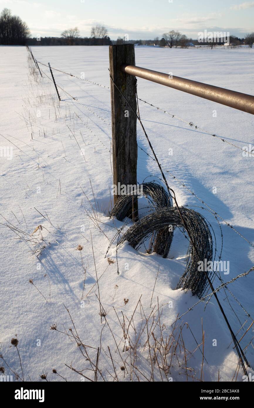 Rolls of barbed wire along a fence on an Amish farm in Central Michigan ...