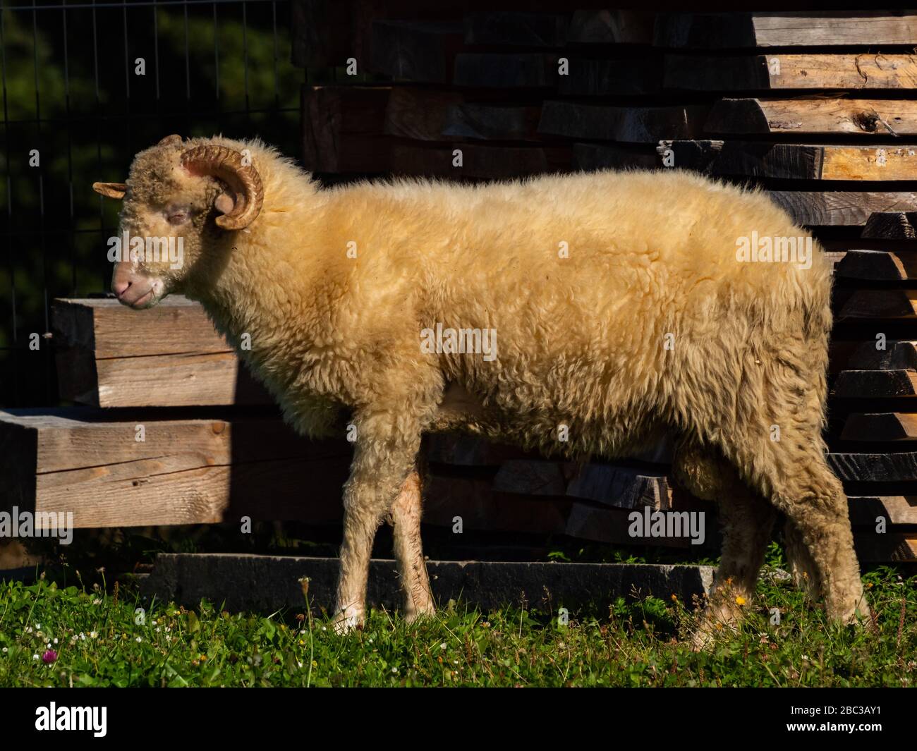 Sheeps in meadow mountains hi-res stock photography and images - Alamy