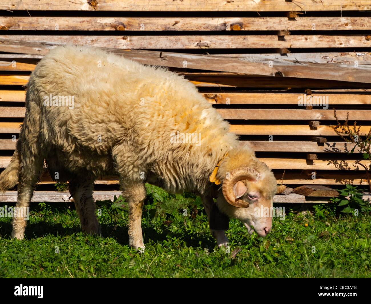 Tourism grazing sky and countryside hi-res stock photography and images ...