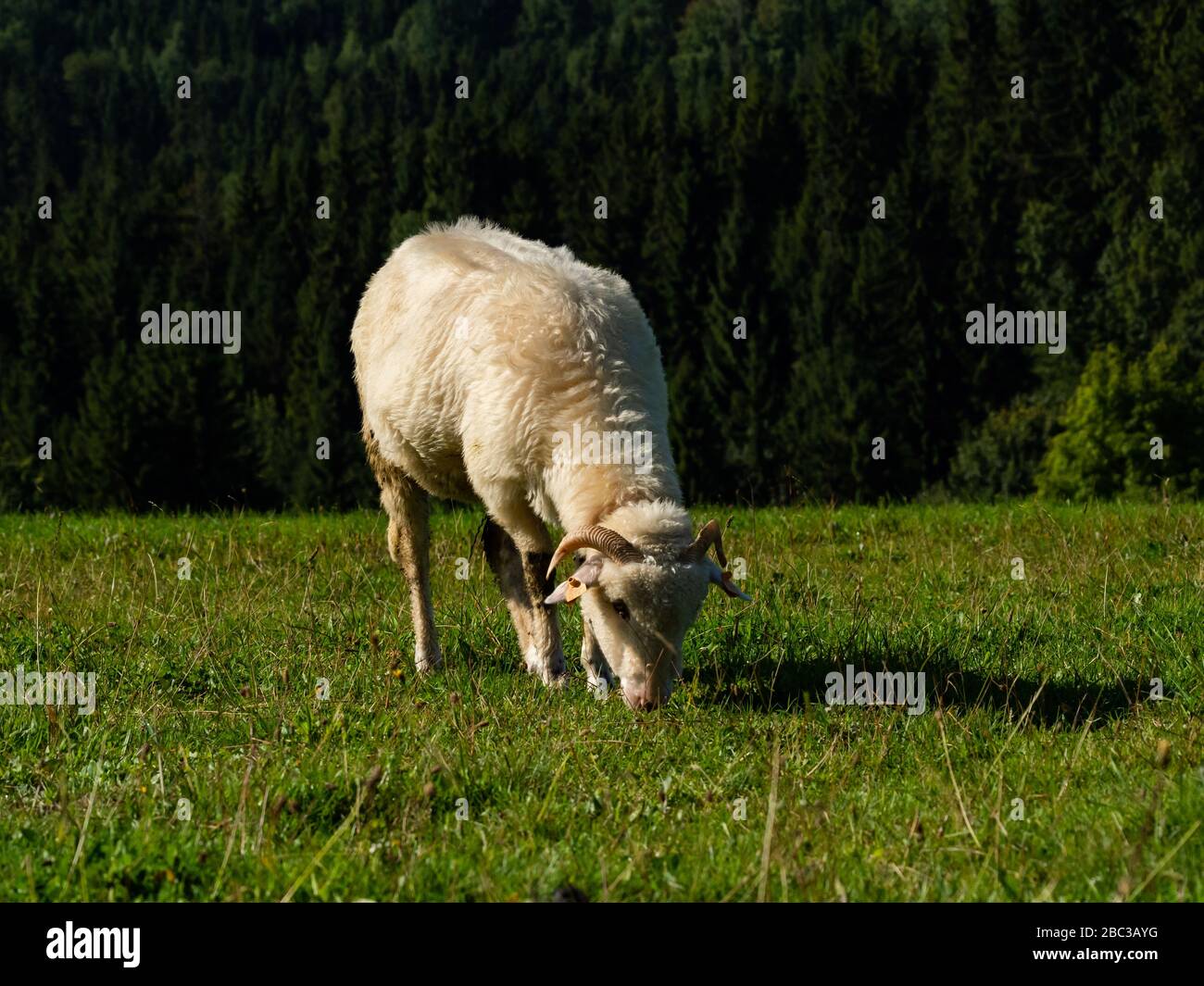 Grazing in the sun hi-res stock photography and images - Alamy