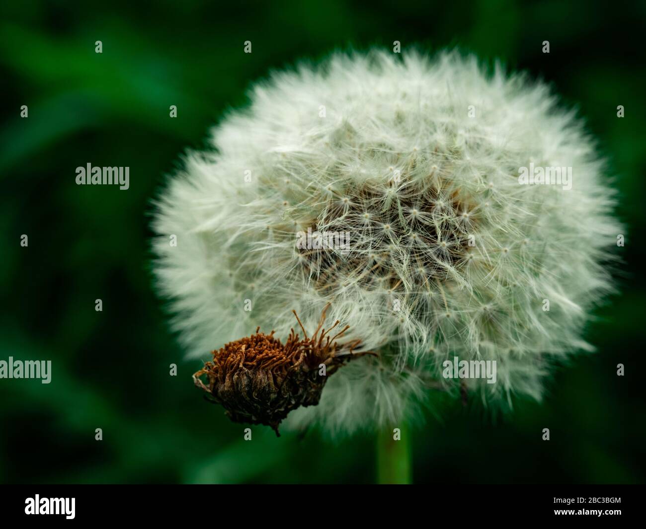 Close up of full seed head of a dandelion wild flower. Selective focus ...