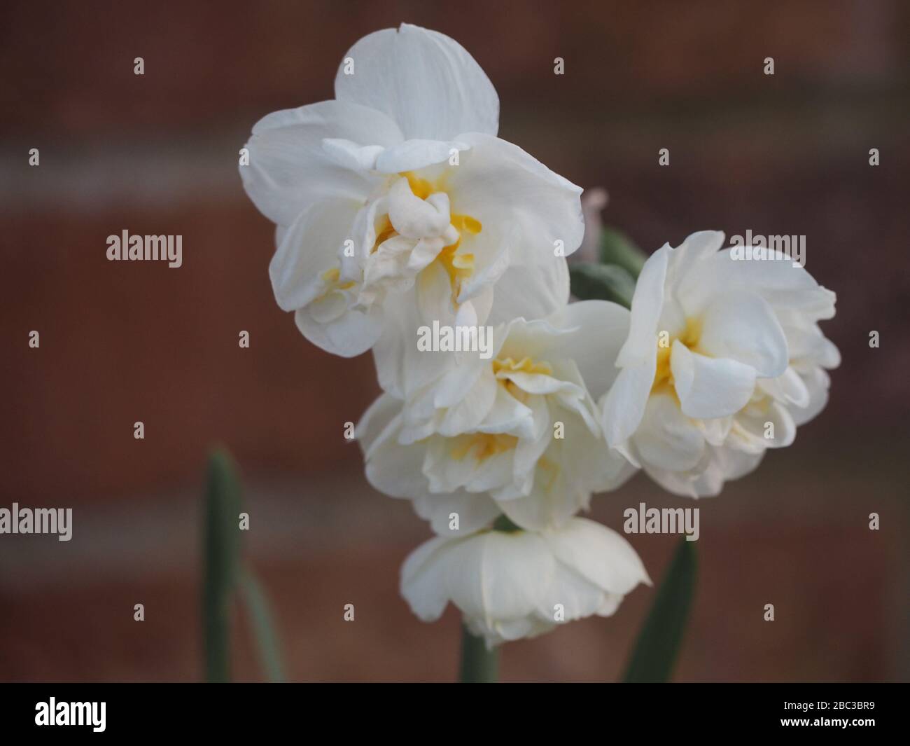 Four flowers on a stem hi-res stock photography and images - Alamy