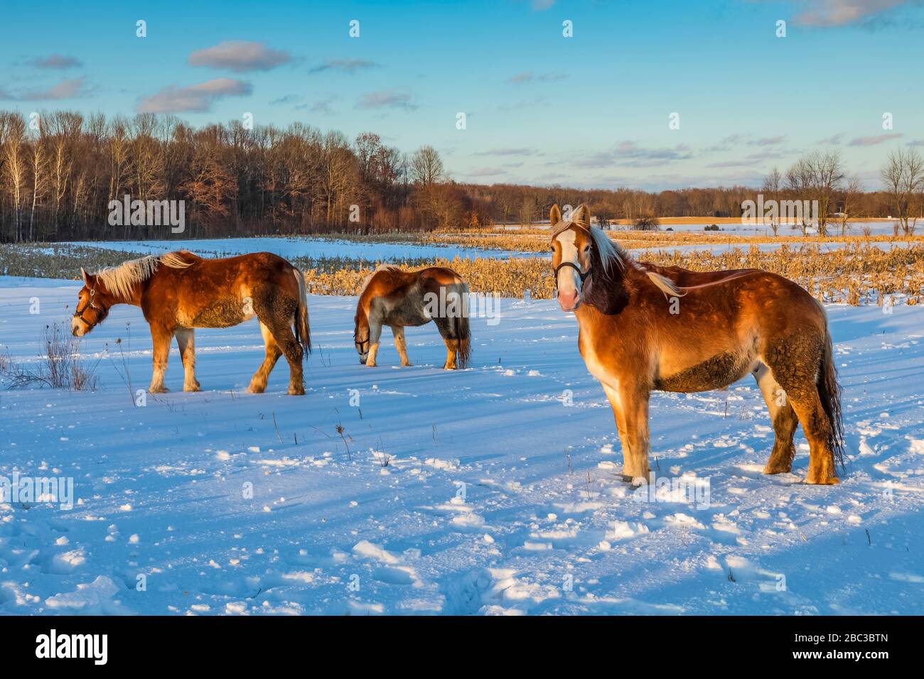 Winter snow team horses hi-res stock photography and images - Alamy