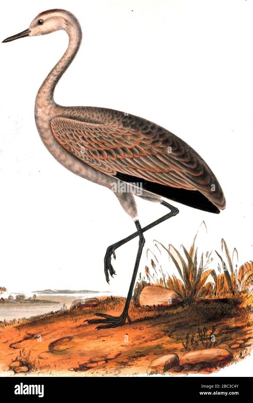 Fraterculus hi-res stock photography and images - Alamy