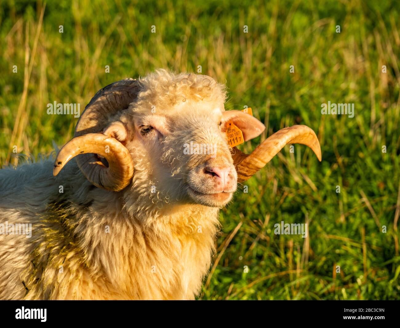 Close up of a sheeps head hi-res stock photography and images - Alamy
