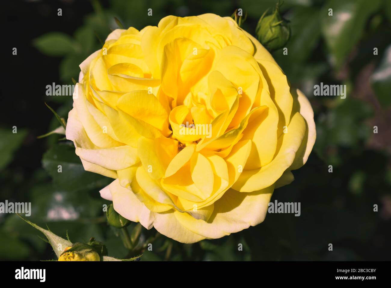 Bright yellow sun hi-res stock photography and images - Alamy