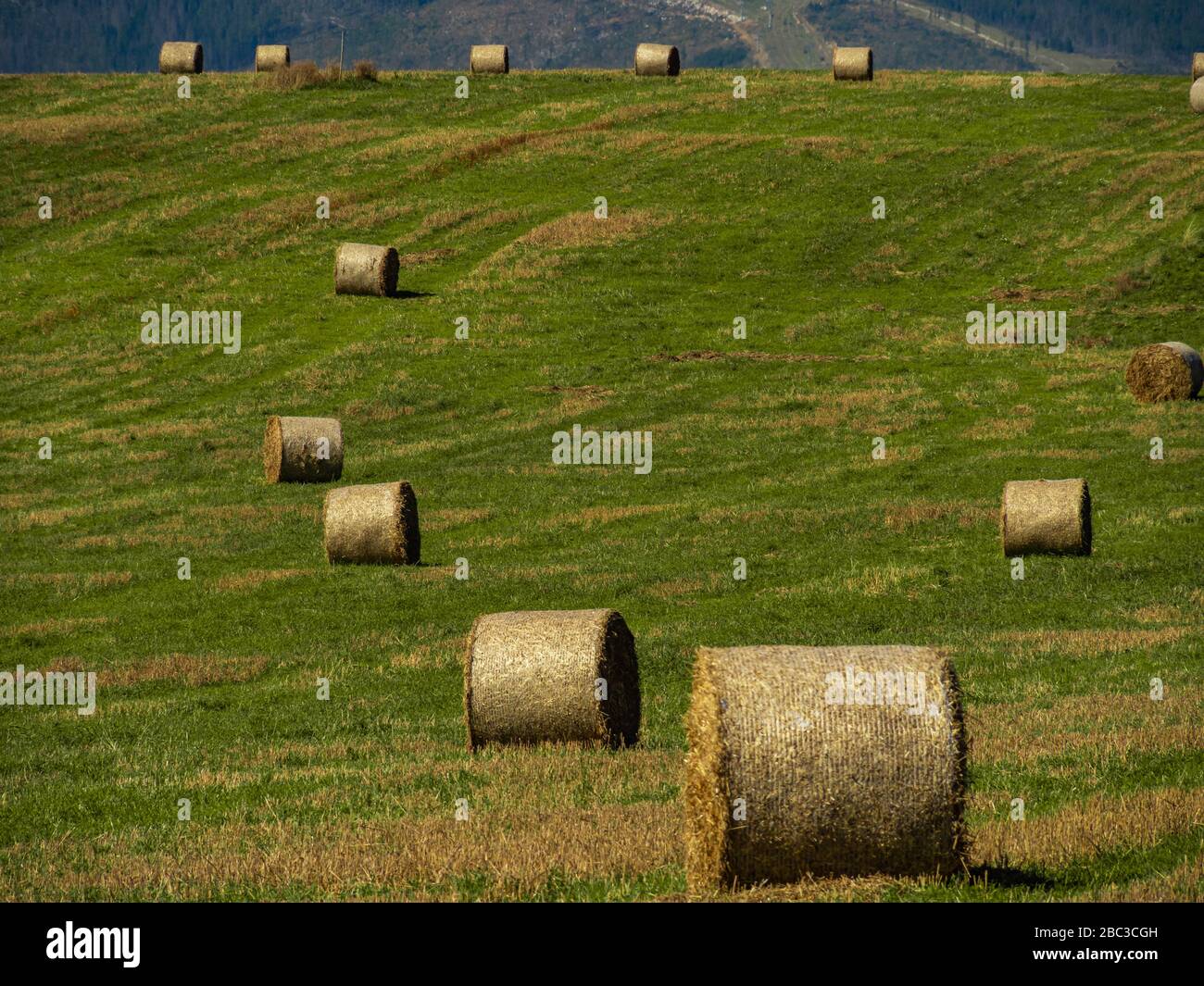 Barley sheaves hi-res stock photography and images - Alamy