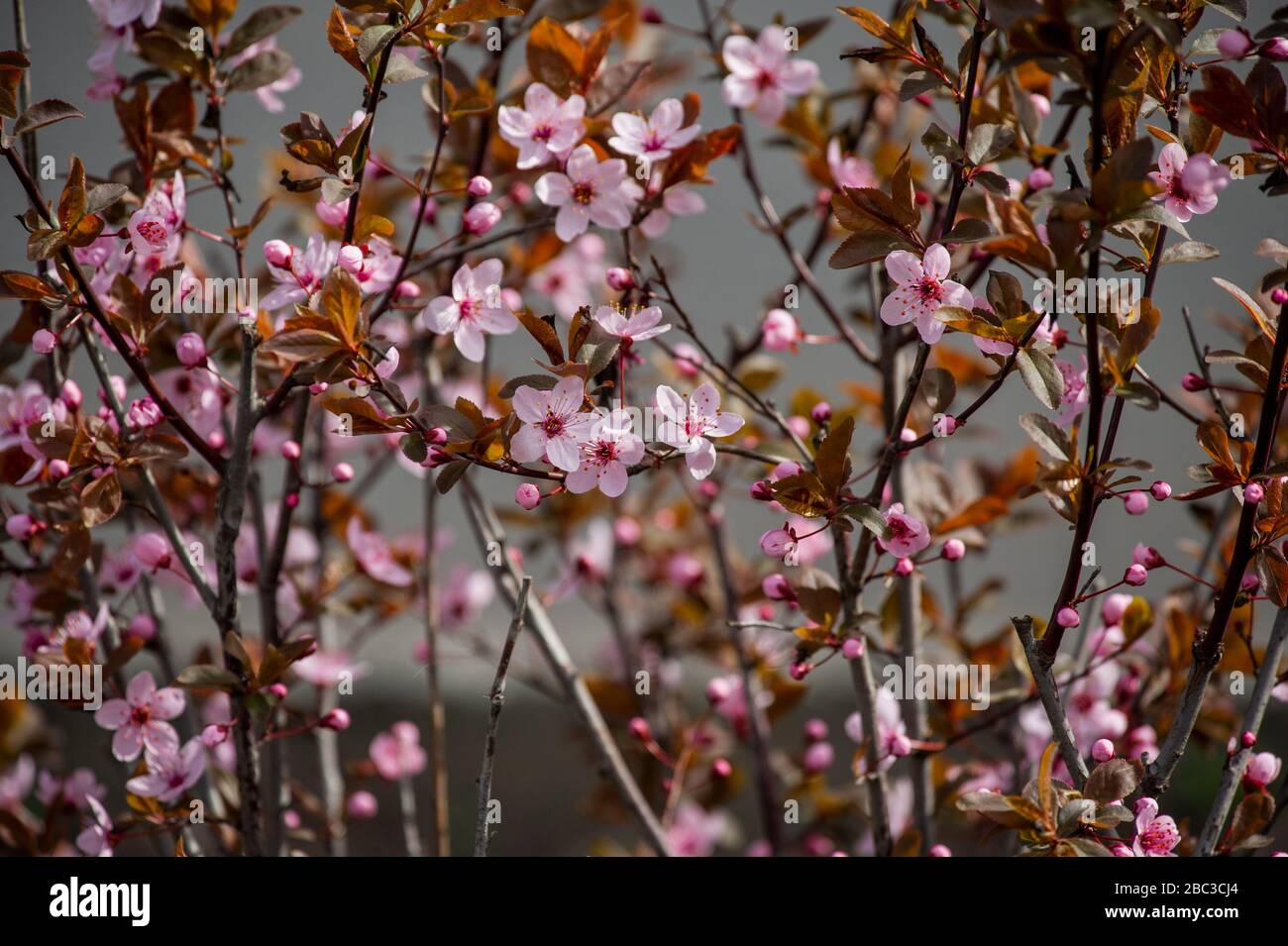 Spring flowering of cherry tree against the sky close-up. Trees bloom ...