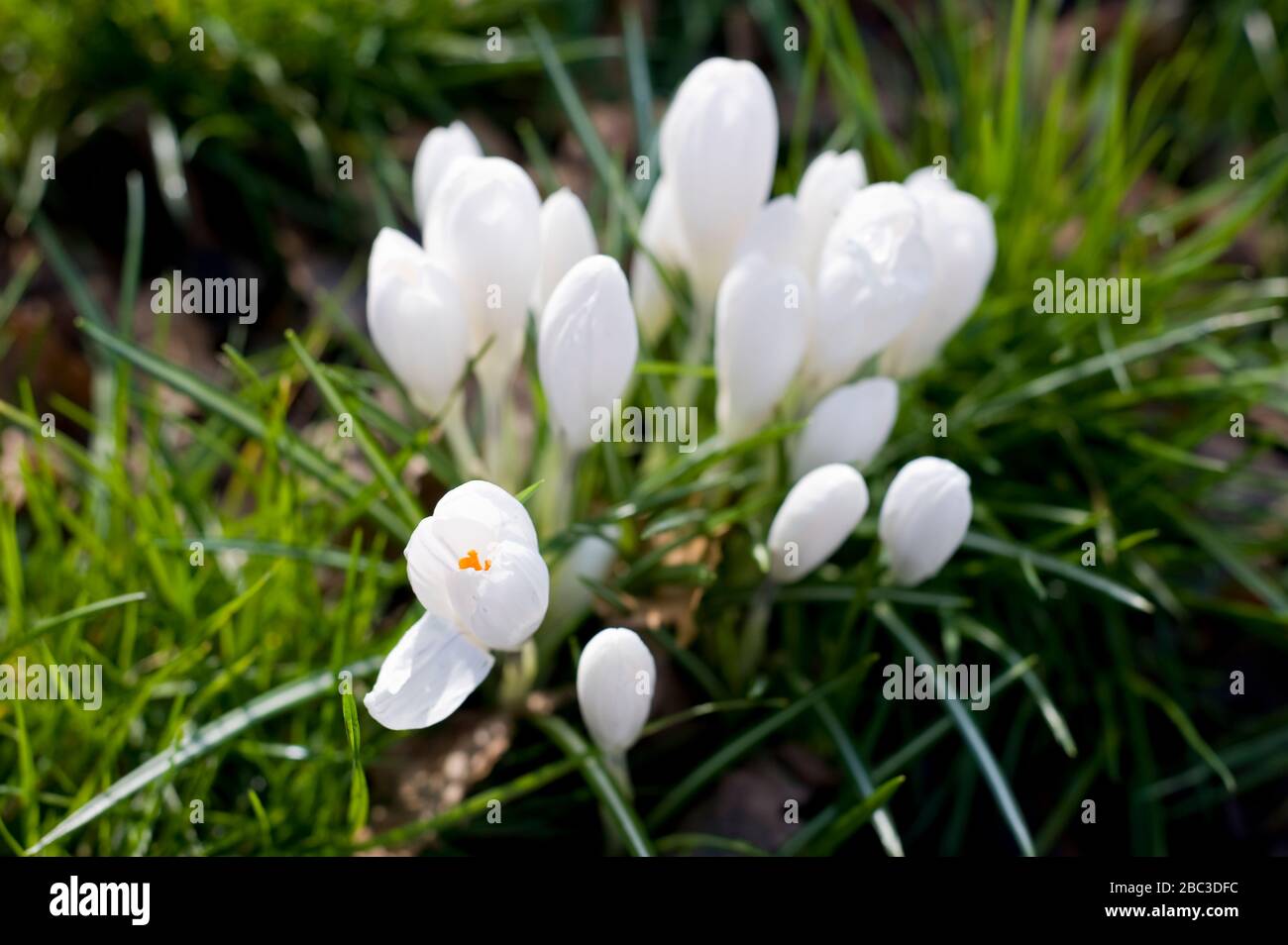 A small cluster of white crocuses emerging from the soil as spring ...